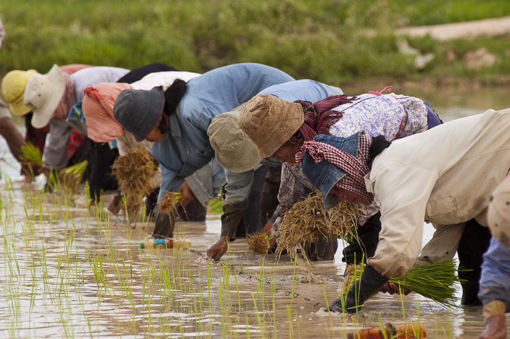 Cambodian farmers planting rice. 2004. Photo: Brad Collis - New Mandala