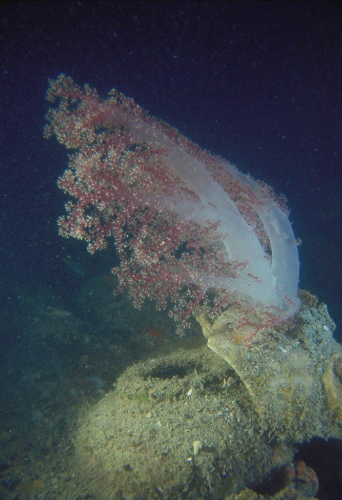 The Java Sea Wreck: New research on an ancient ship - New Mandala