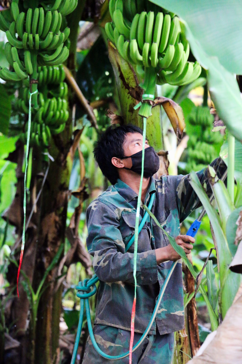 Smallholder crop booms in mainland SEA - New Mandala