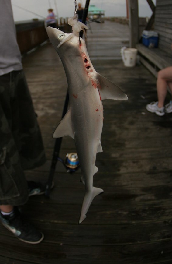 Conservation of Timor-Leste's world-class marine ecology is not being ...
