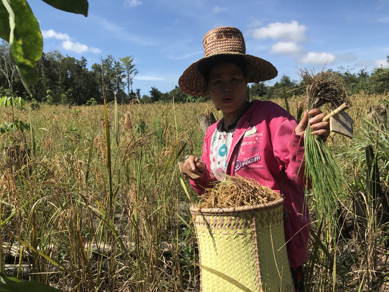 COVID-19, food insecurity and the resilience of indigenous women in ...