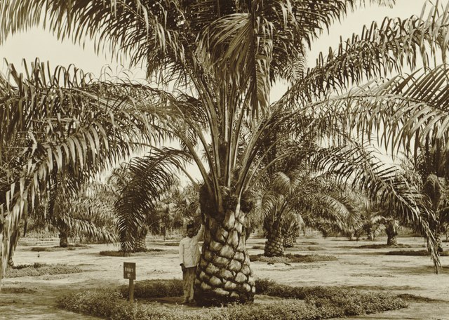 Palm Oil: the Grease of Empire by Max Haiven (review) - New Mandala